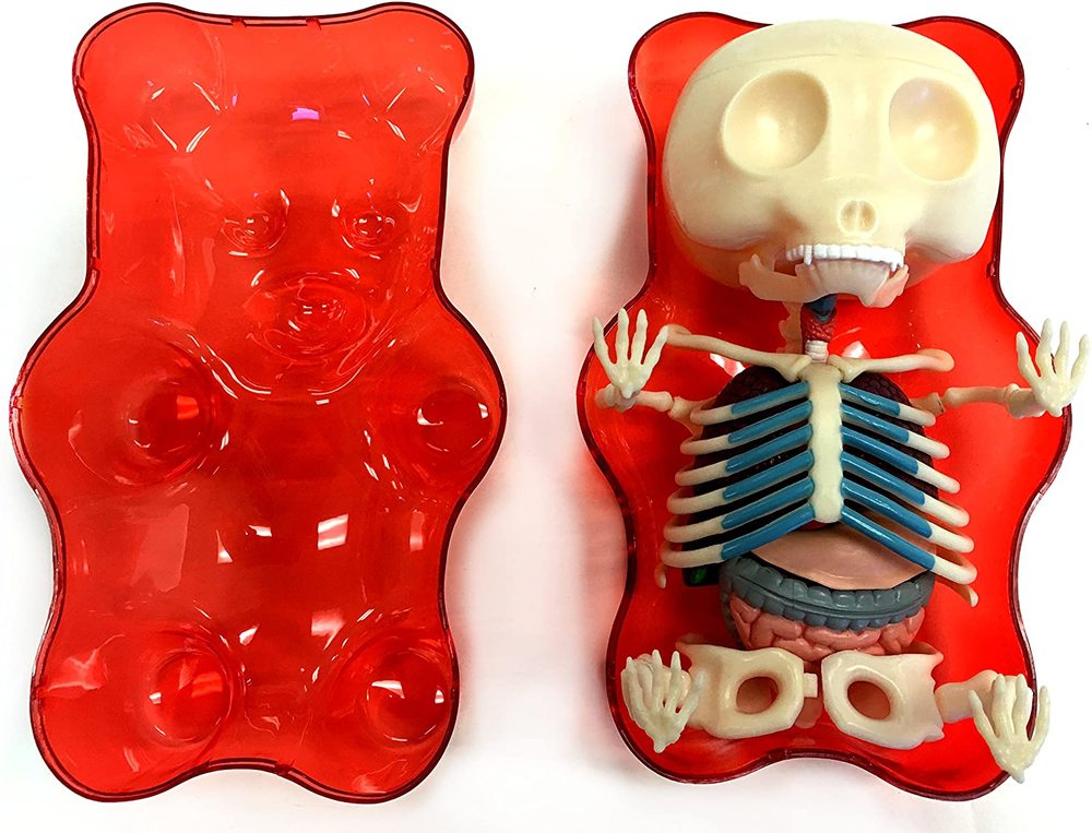 4D Gummy Bear Anatomy Model - Red, from John N. Hansen Co. Inc. and ...